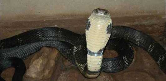 The King Cobra Habitat - Where Will You Find Him? – Cobras.org