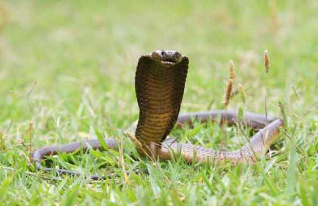 Cobras: All You Need To Know – Cobras.org