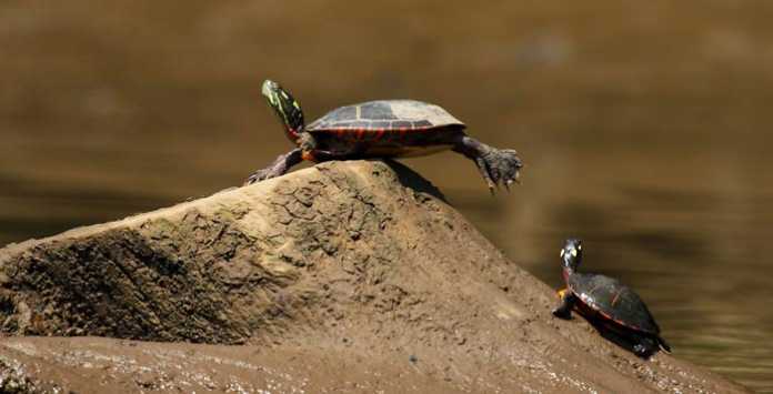 Look At These Gorgeous Turtle Pictures – Cobras.org