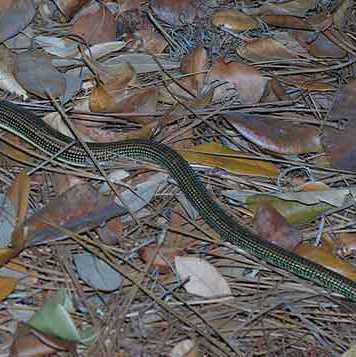 Glass Lizard: Does It Break Like Glass? – Cobras.org