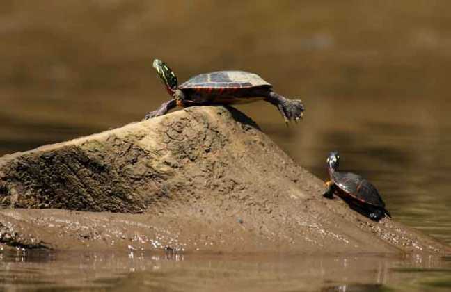 Cobras.org - Information on Cobras and Reptiles Since 1994