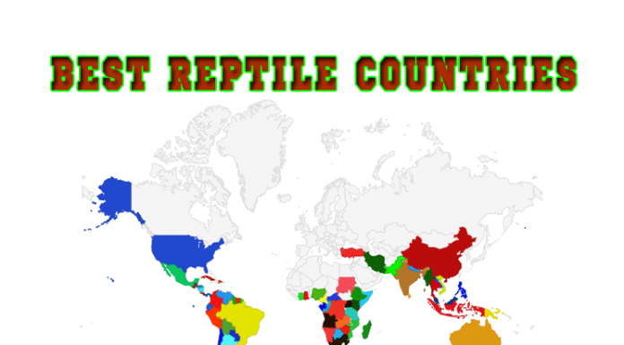 Cobras.org - Information on Cobras and Reptiles Since 1994