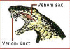Cobra Venom vs Other Snakes: CASE STUDY – Cobras.org