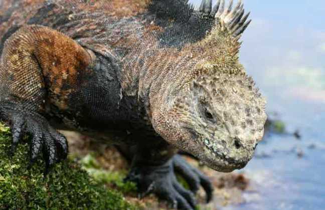 Best Lizard Facts: All You Need To Know – Cobras.org