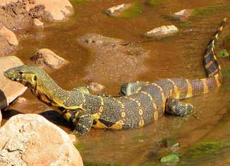 Best Lizard Facts: All You Need To Know – Cobras.org