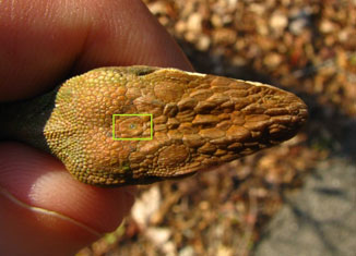 Best Lizard Facts: All You Need To Know – Cobras.org