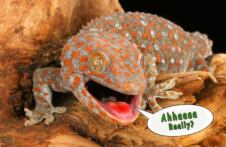 Best Lizard Facts: All You Need To Know – Cobras.org