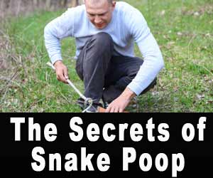 Cobras.org - Information on Cobras and Reptiles Since 1994