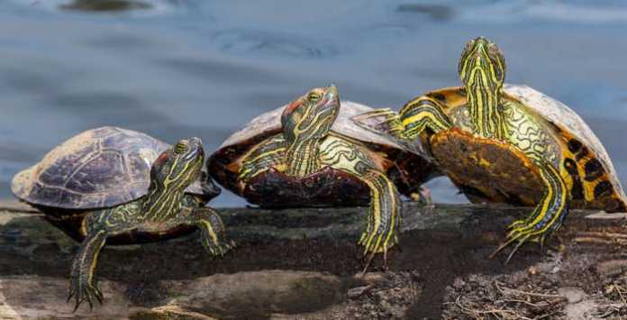 3 Types Of Turtles You Must See – Cobras.org