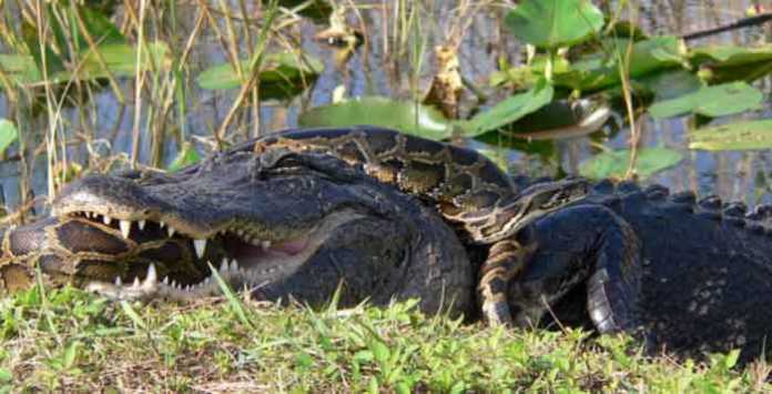 WATCH: Burmese Python and Baby Go Viral – Cobras.org