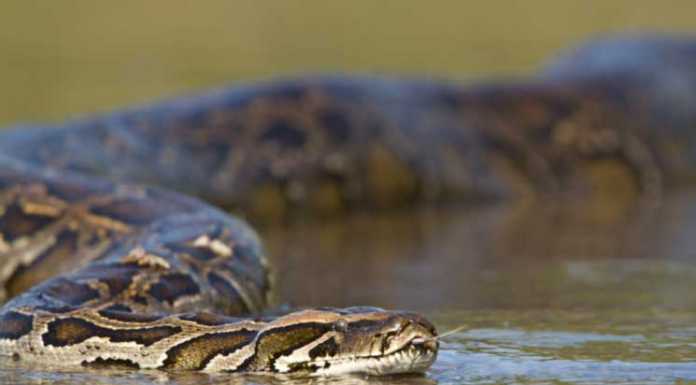 Cobras.org - Information on Cobras and Reptiles Since 1994