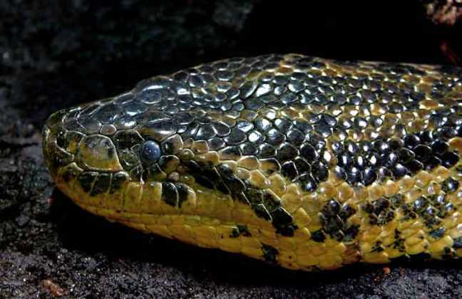 Awesome Anaconda Facts – Cobras.org