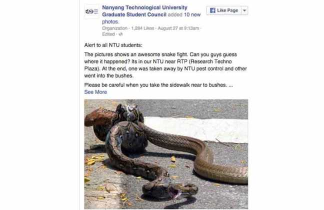 King Cobra vs Python: The Ultimate Battle – Cobras.org