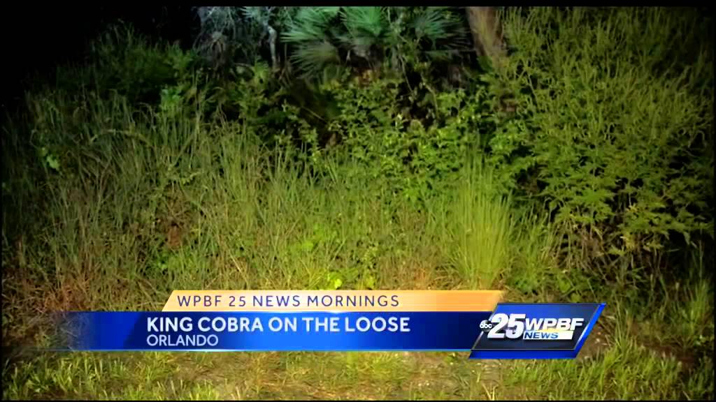 Snake Habitat: How far will a King Travel? – Cobras.org