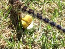 How Do Snakes Poop? And The Secrets Behind It – Cobras.org