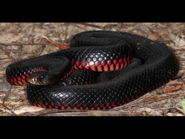 History of Snakes: How They Lost Their Legs – Cobras.org