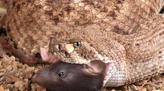 Cobras.org - Information on Cobras and Reptiles Since 1994