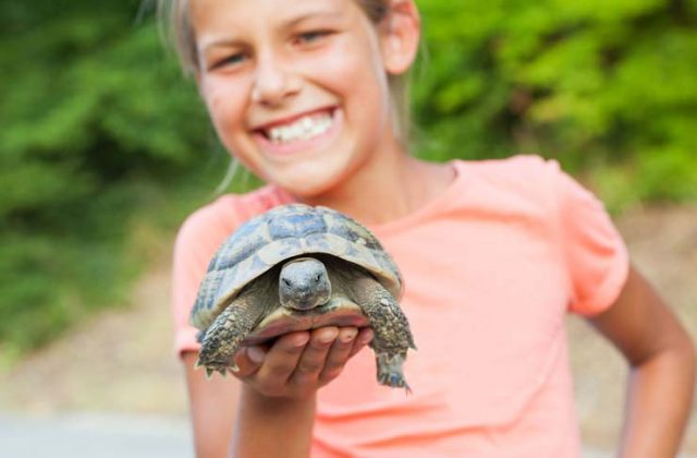 How To Raise Baby Turtles? A Beginner's Guide – Cobras.org