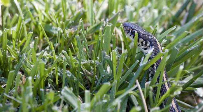 Cobras.org - Information on Cobras and Reptiles Since 1994