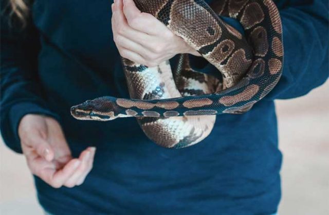 HOW TO IDENTIFY A SNAKE BY THE SKIN IT SHEDS? – Cobras.org