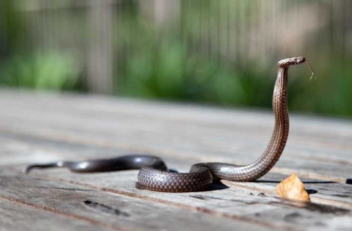 5 Tips How to Keep Snakes Away From Your Home – Cobras.org