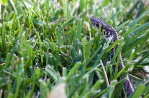 5 Tips How to Keep Snakes Away From Your Home – Cobras.org