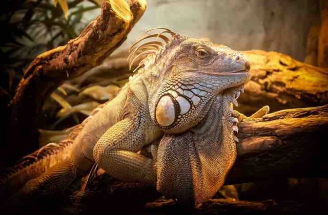 The 4 Major Different Stages of the Reptile Life Cycle (Born to Death)