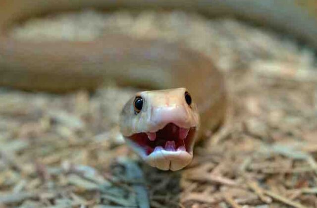 The Difference Between Venomous and Poisonous Snakes – Cobras.org