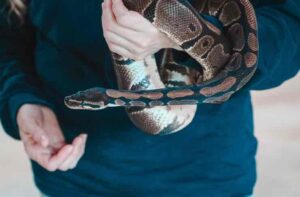 Snakes Make Good Pets - Here’s How to Choose One for You