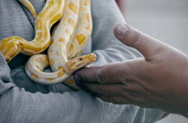 Common Misconceptions About Keeping Snakes as Pets – Cobras.org