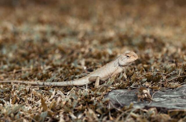 What Food Can Bearded Dragons Eat? A Simple and Clear Guide – Cobras.org